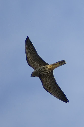 Alcotán: Porqué el alcotán