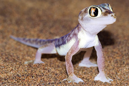 C&C: Desert Gecko Palmatogecko rangei: Samples and Galleries Forum ...