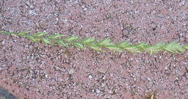 Flora Italiana - Plants of Italy: Agropyron repens